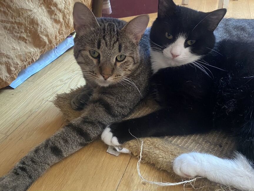 Крутяшки котятки