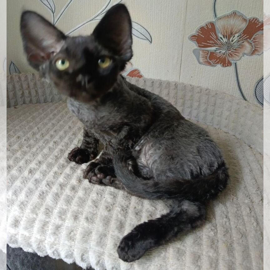 Девон-рекс котёнок