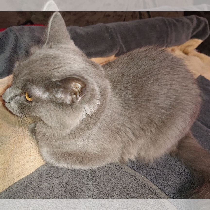 Сибирский котёнок