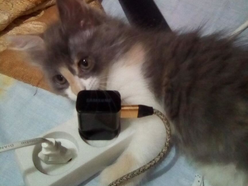 Котенок девочка трехцветка