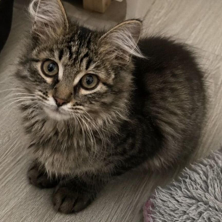Сибирский котёнок