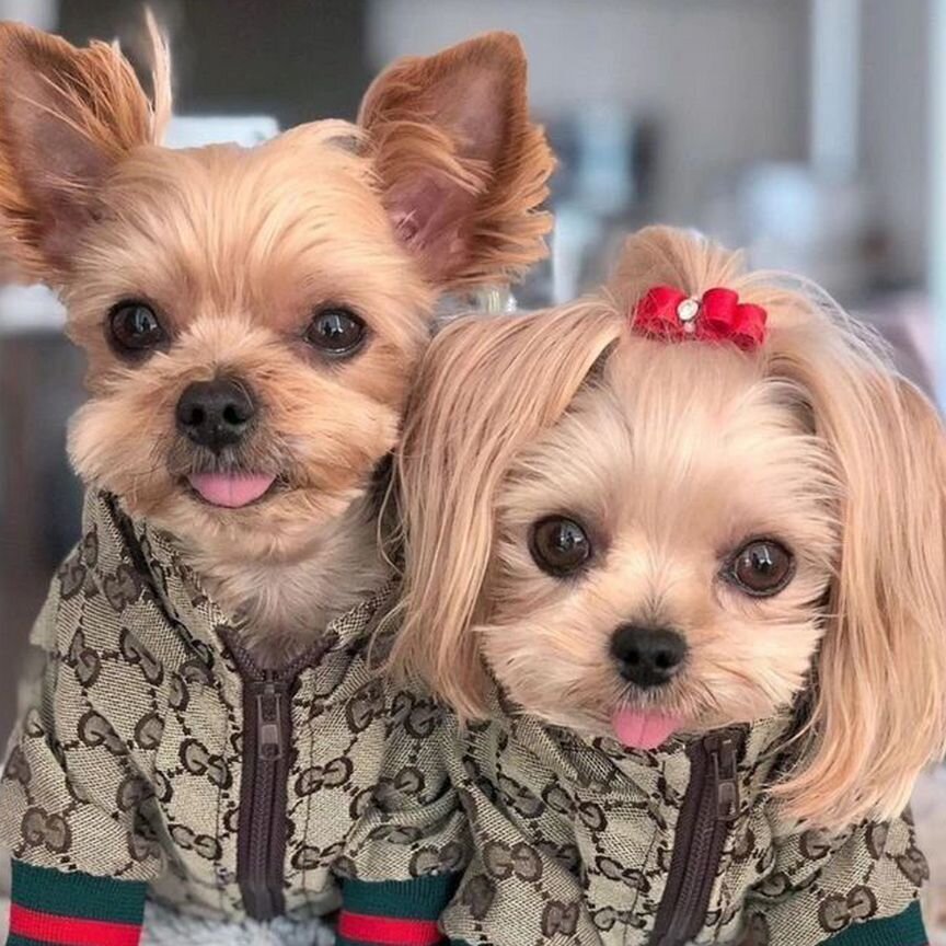 Щенок от частного владельца