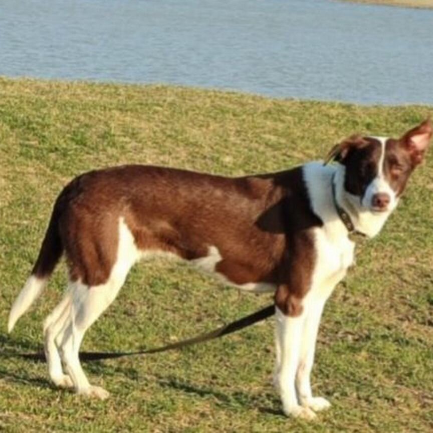 Красивая собака ищет дом