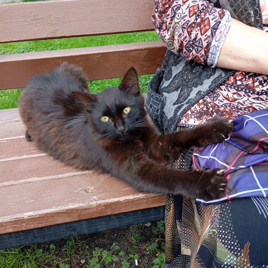 Бывшедомашняя нежная кошка живёт на лавочке