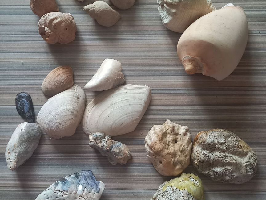 Ракушки
