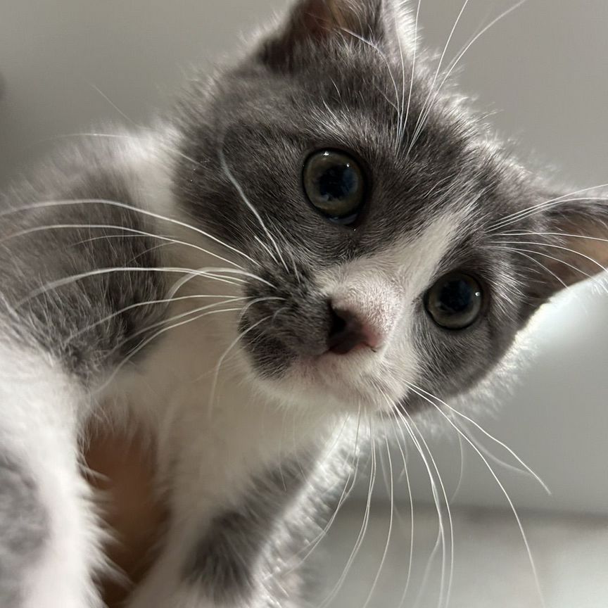 Котенок в добрые руки даром