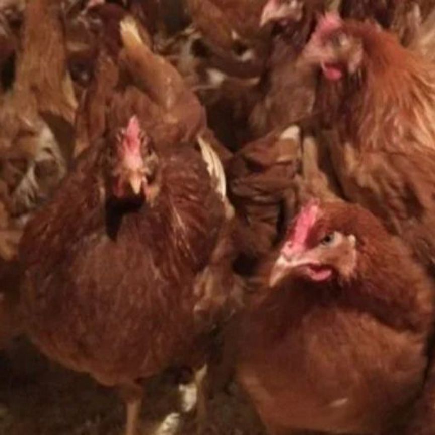 Куры несушки