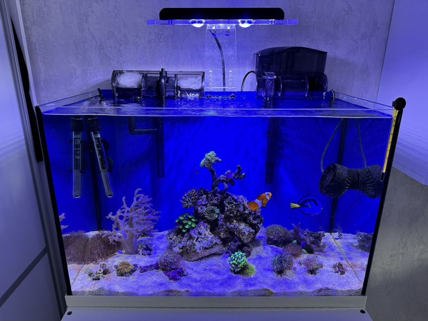 Морской мини аквариум