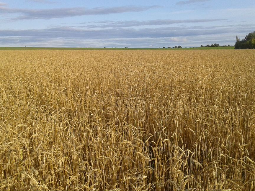 Зерно (пшеница,ячмень)