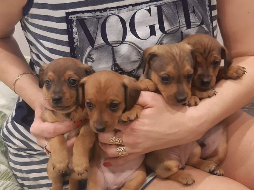 Щенки той-терьера