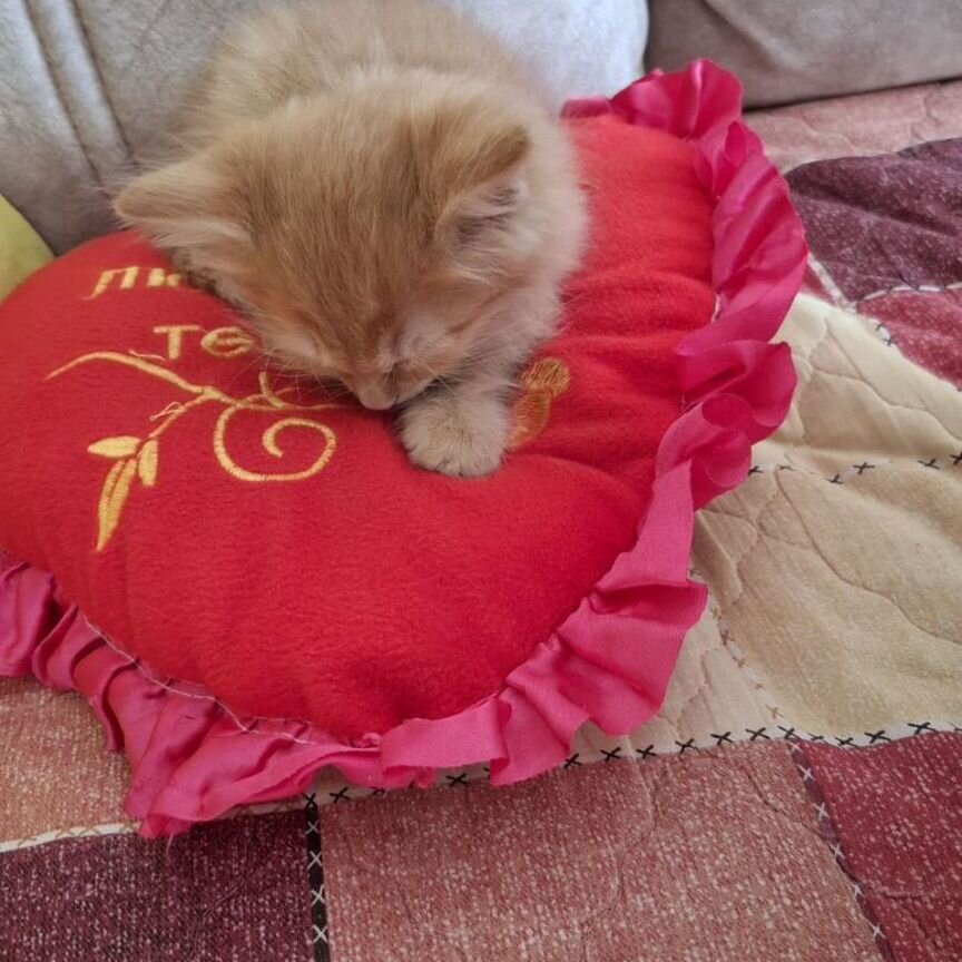 Рыжий котëночек