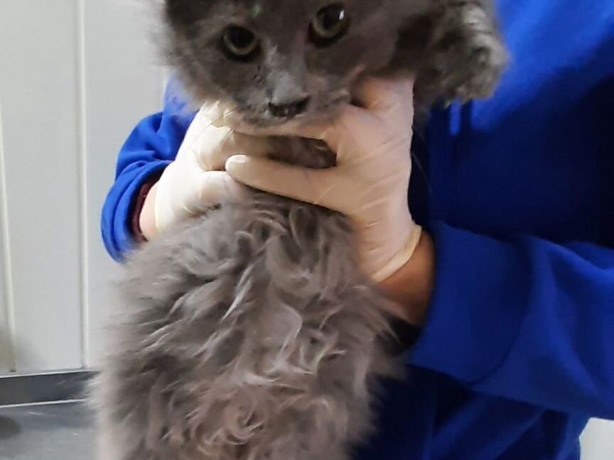 Серая стерилизованная кошка