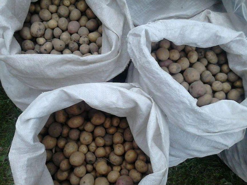 Продам мелкий картофель