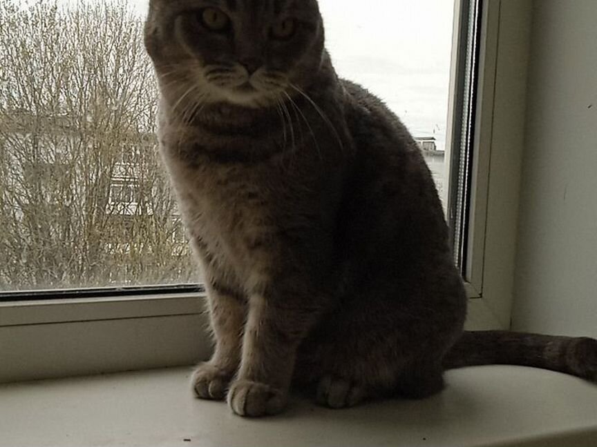 Шотландская вислоухая кошка бесплатно