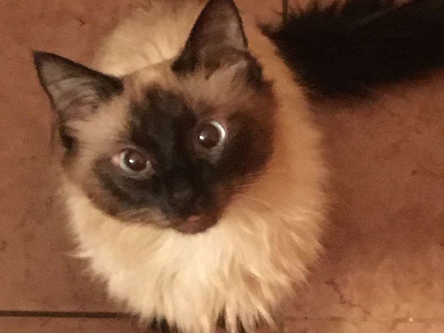 Сиамский котик