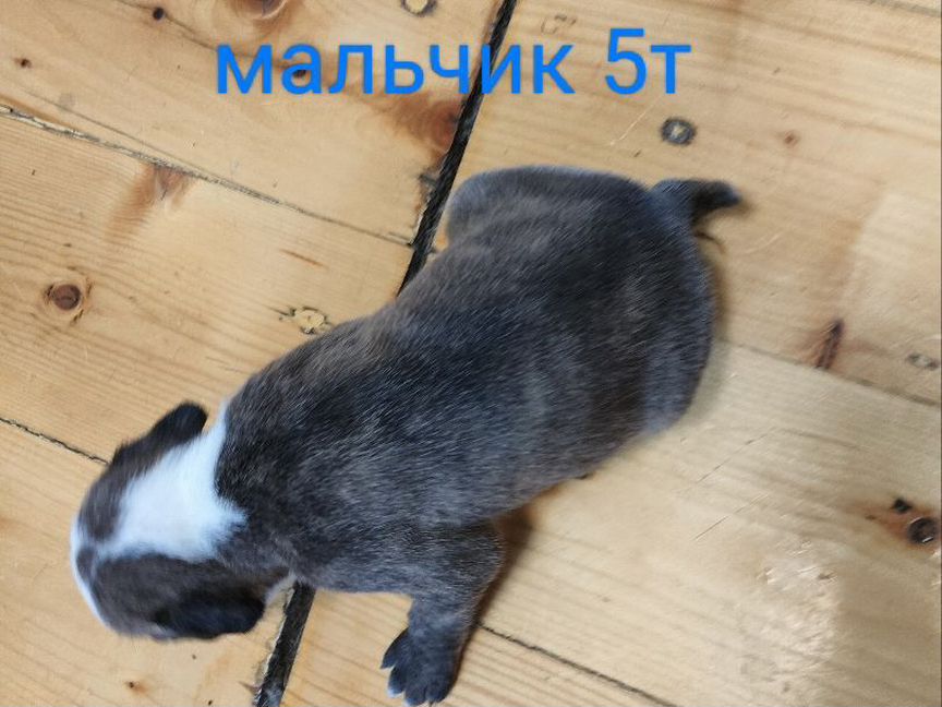 Щенки аст