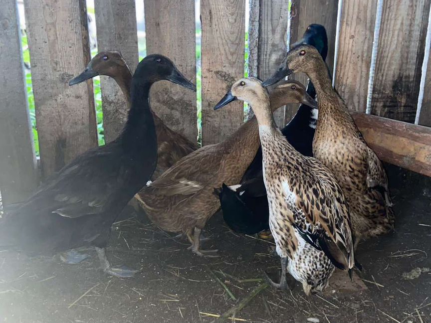 Утки индийский бегунок