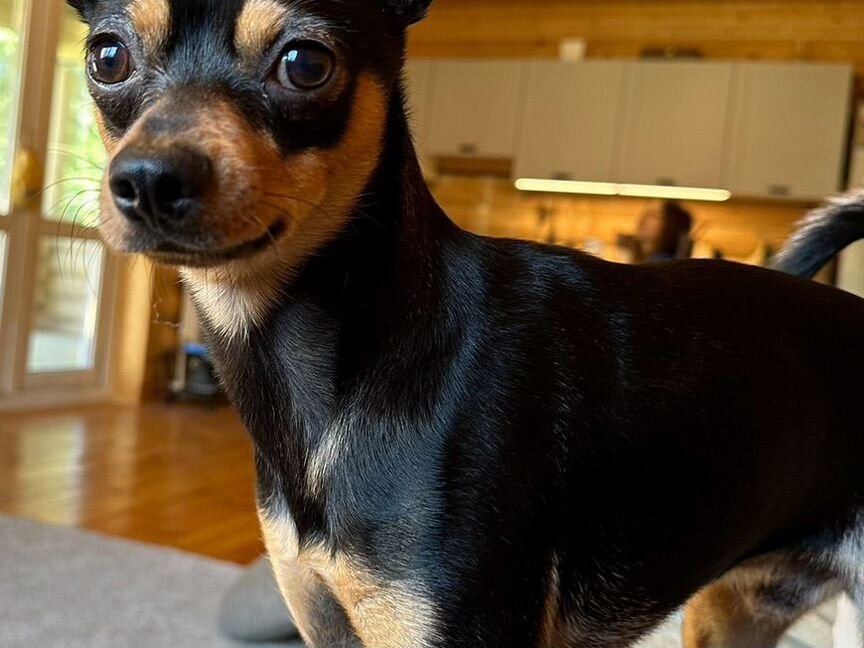 Той терьер знакомство