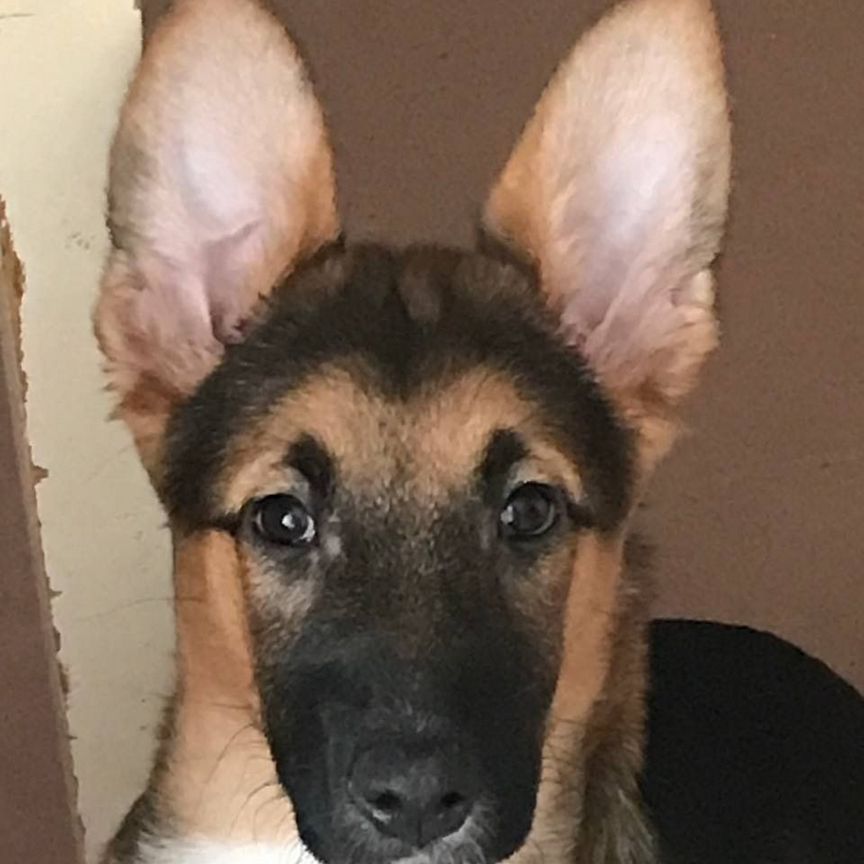 Поместь Немецкой овчарки