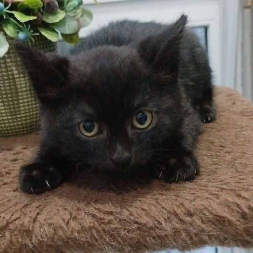 Котенок