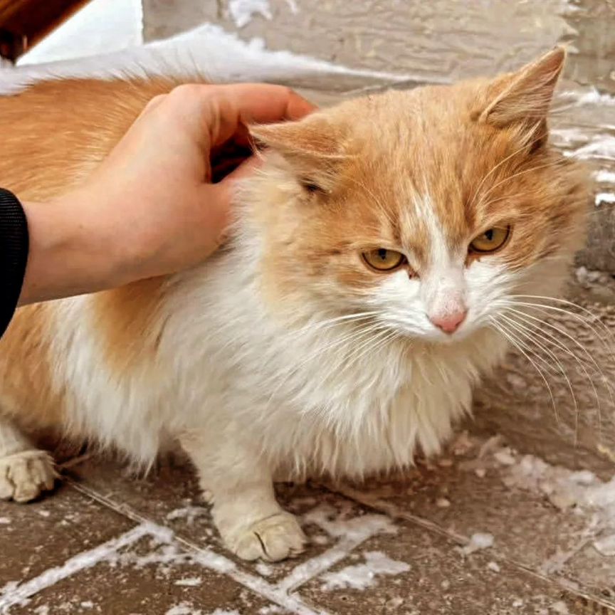 Кошечка выживает на улице