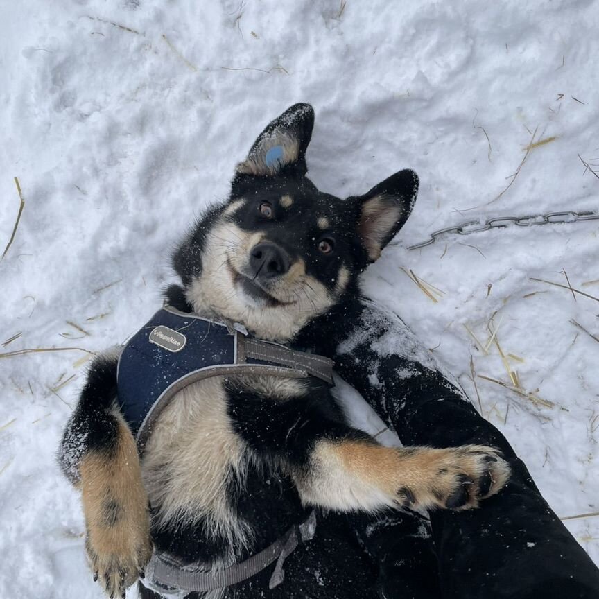 Собака мини ищет дом