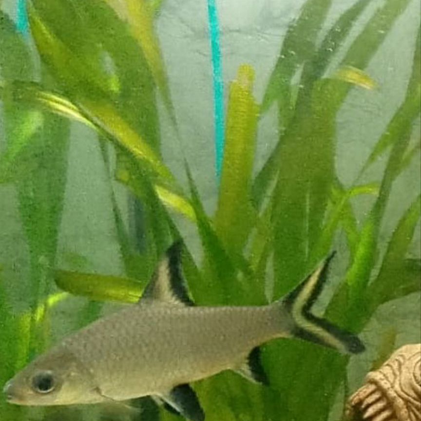 Аквариумная акула