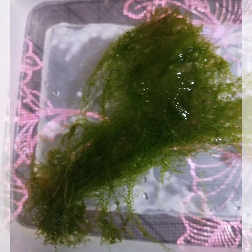 Мох стринг. Ряска