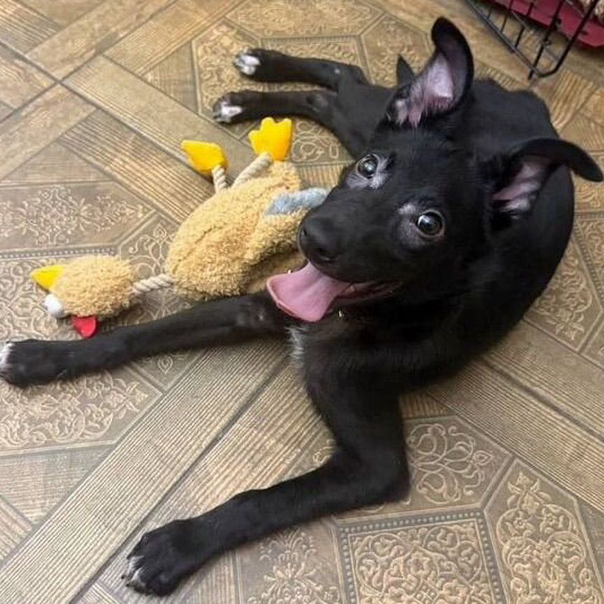 Щенок в добрые руки