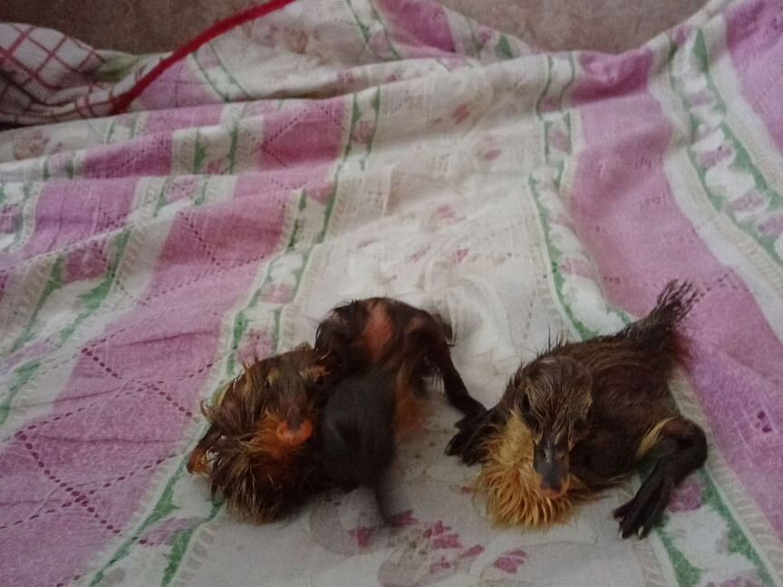 Утёнок суточный