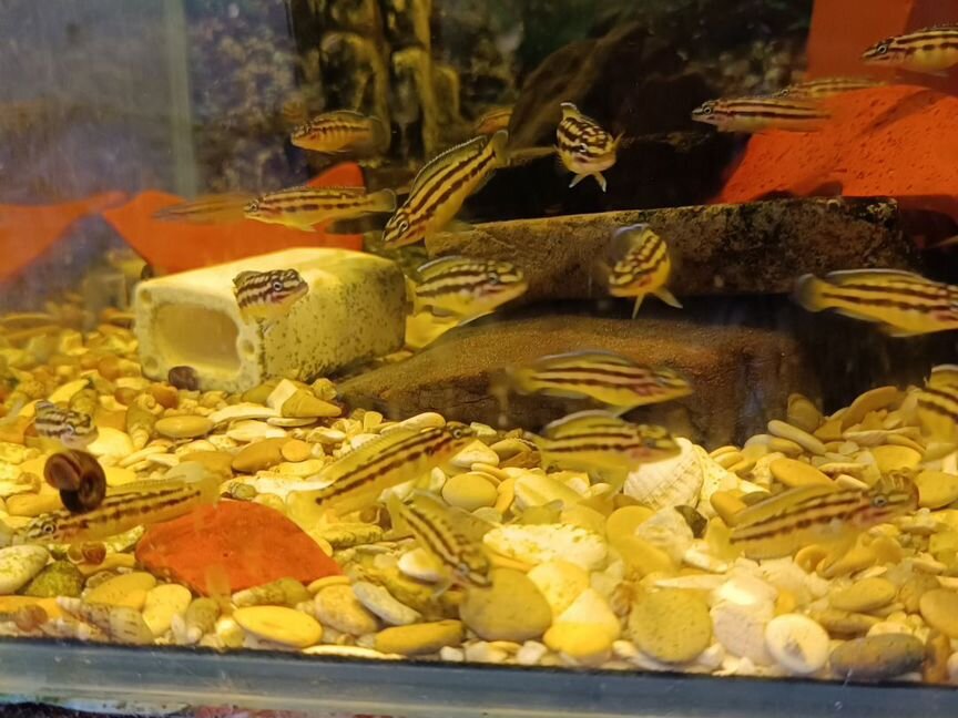 Юлидохромис Регана