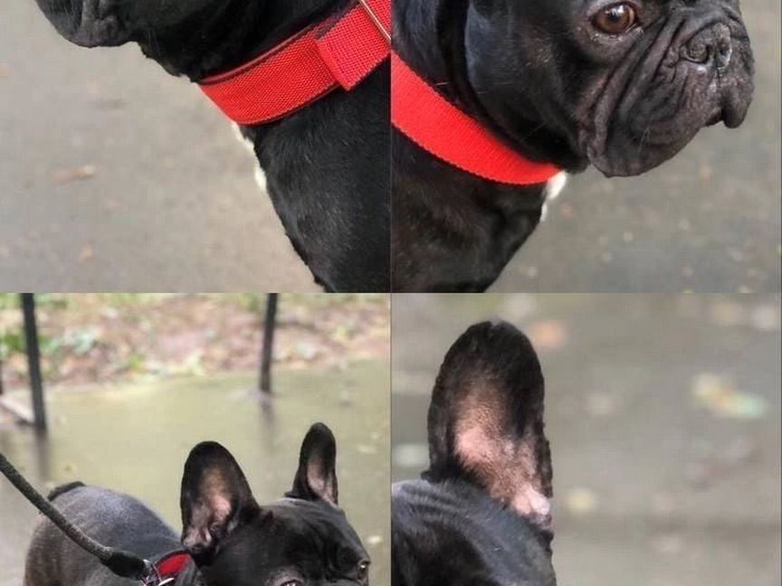 Французский бульдог на вязку