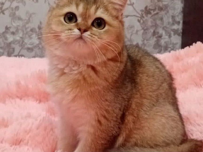 Шотландские золотые красавицы