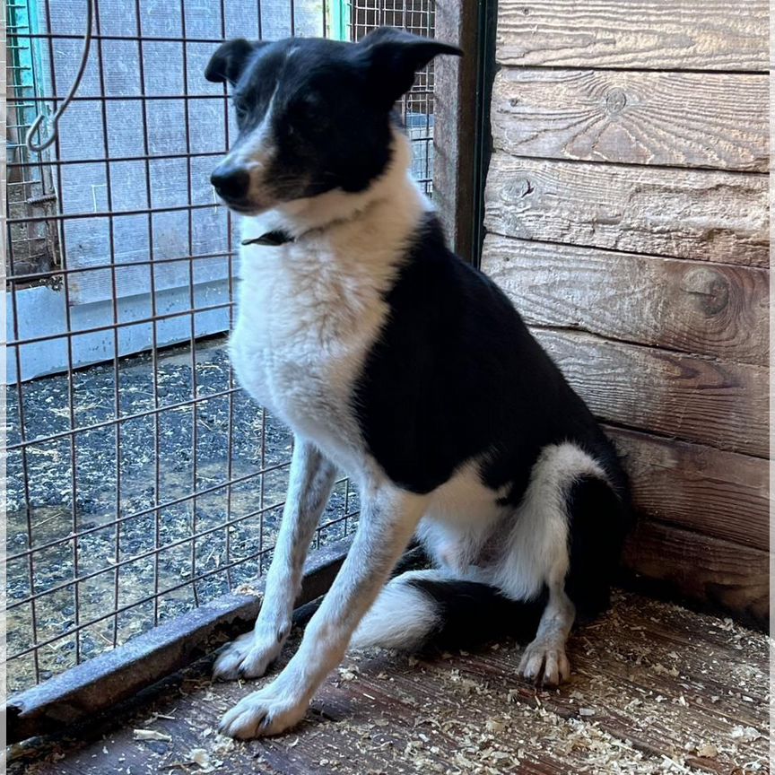 Взрослый пёс в добрые руки