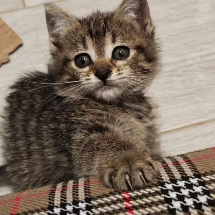 Норвежский лесной котёнок