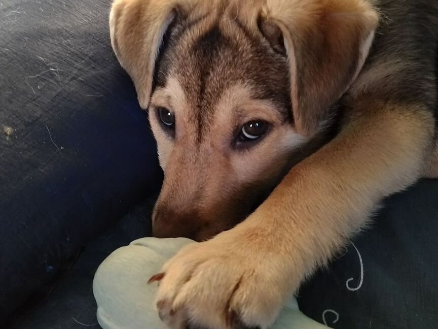 Щенок девочка