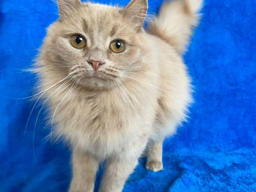 Кошка Пушинка