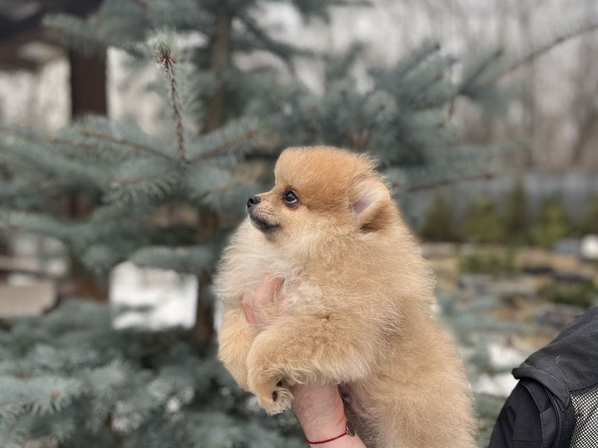 Собака мини шпиц