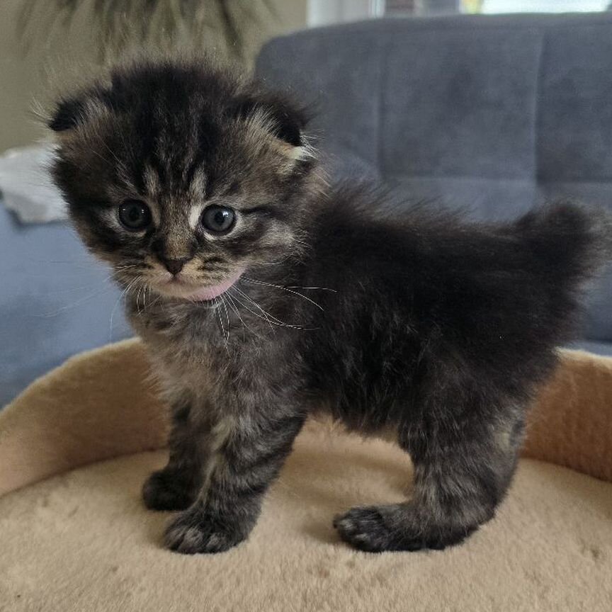 Шотландский вислоухий короткошёрстный котёнок