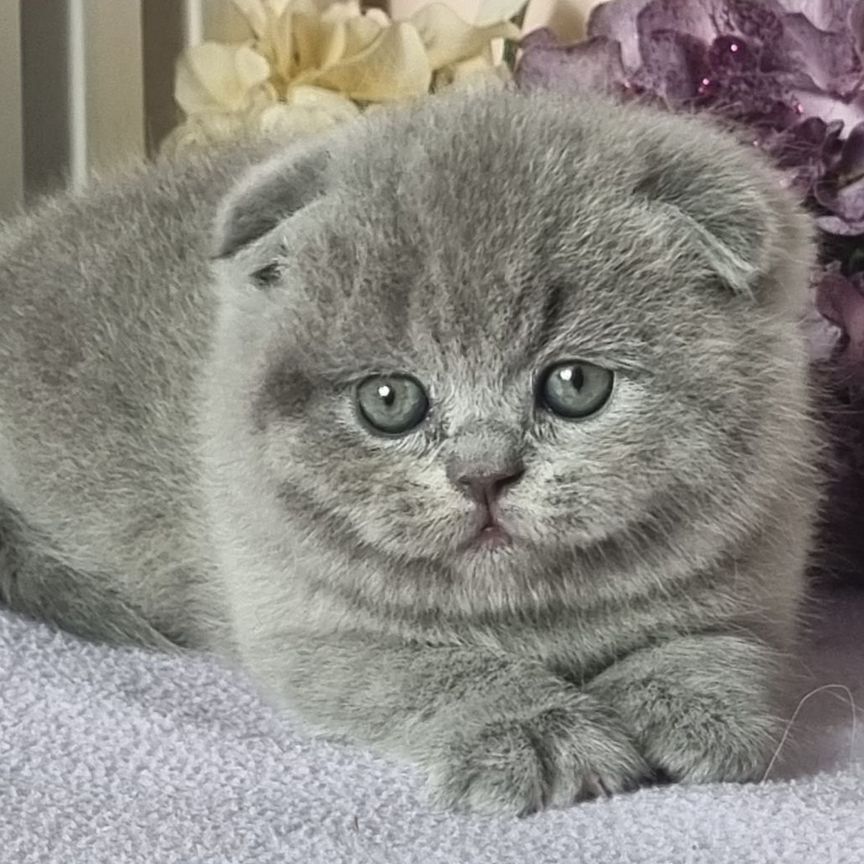 Шотландская плюшевая красотка с документами
