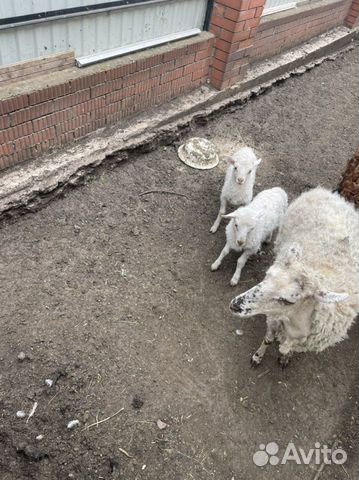 Овечка и 2 ягненка