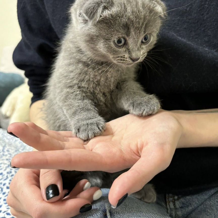 Шотландская вислоухая кошка