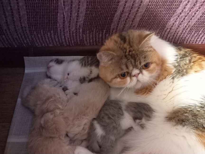 Экзотические котята