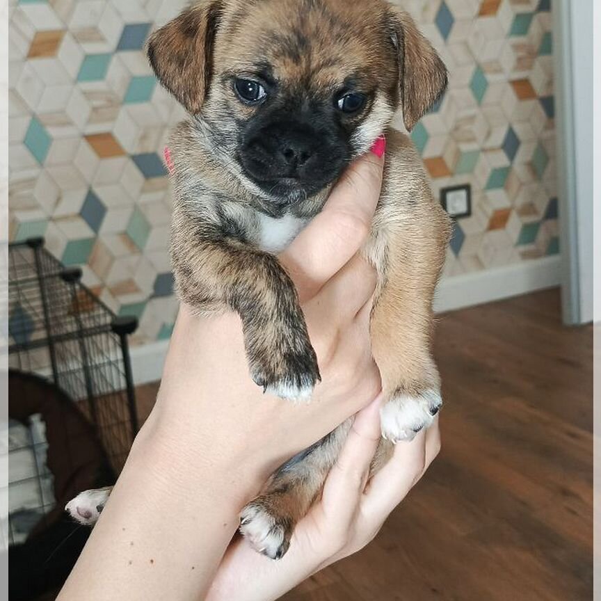 Чихуахуа, щенок