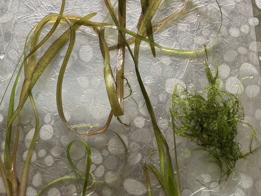 Валлиснерия Тигровая, мох