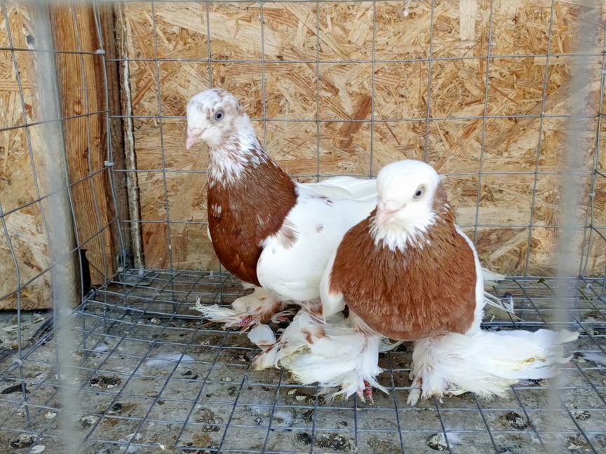 Голуби узбекские