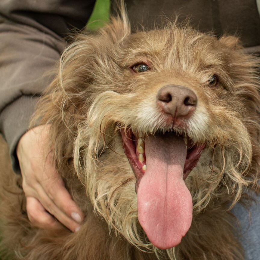 Улыбчивый пёс из приюта