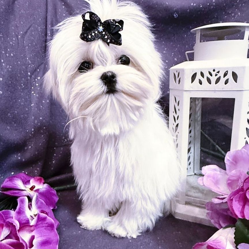 Мальтийская болонка, щенок