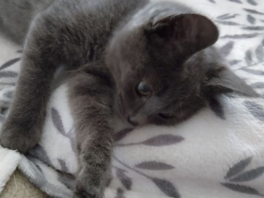 Котёнок с дерева