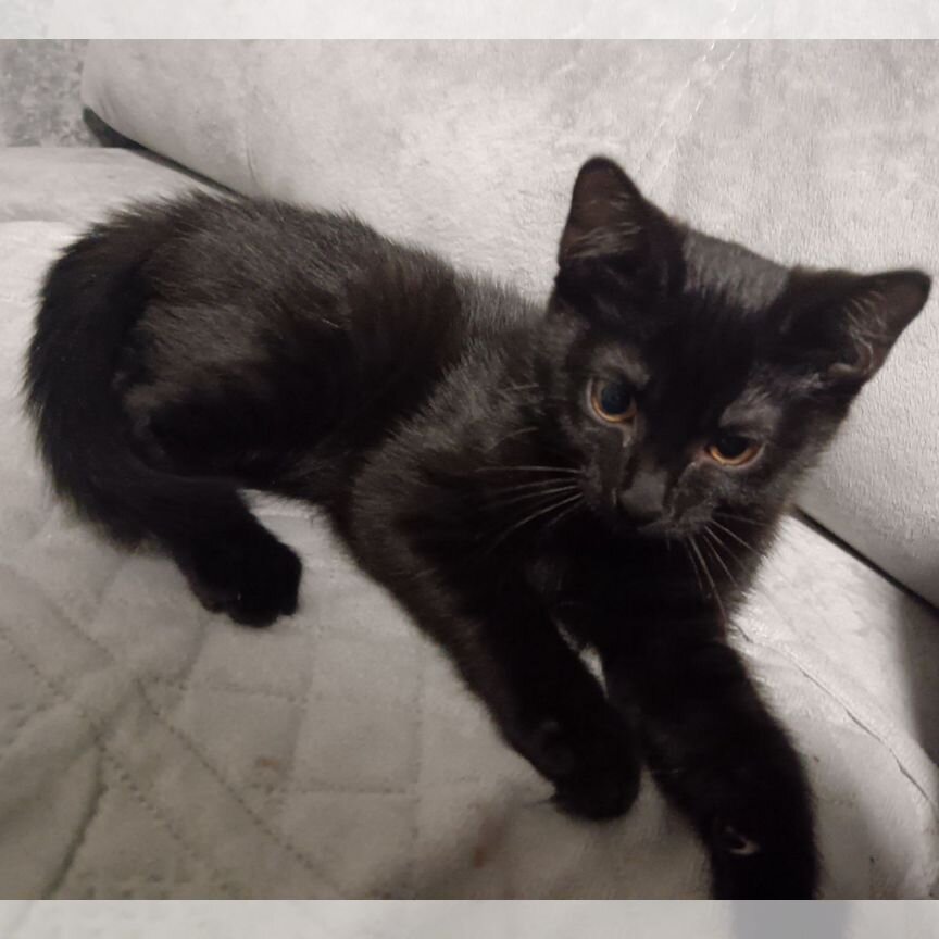 Котёнок в добрые руки